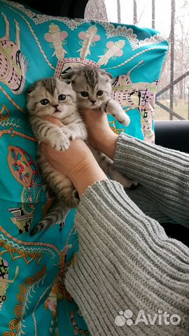 Плюшевые мордашки