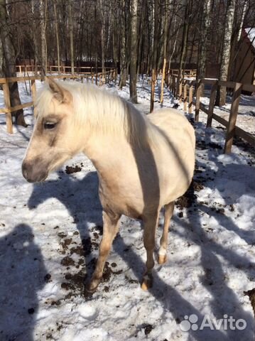 Продам полууэльскую кобылу