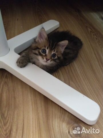 Отдадим котёнка 1,5 мес