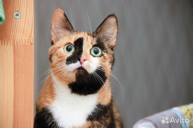 Кошечка Клепа