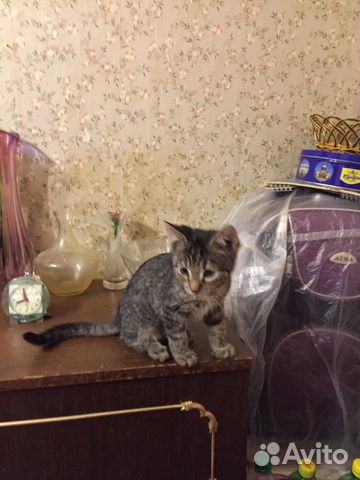 Необычно обычный котенок. Мальчик. 2,5 мес