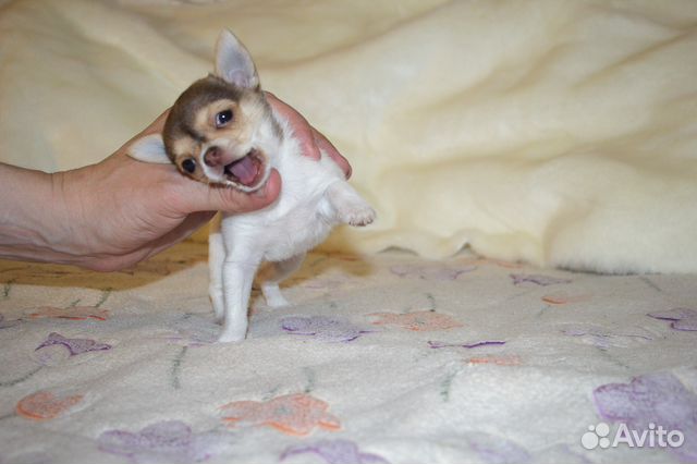 Девочка чихухуа-мини