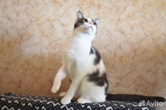 Активная и невероятно игривая Ася ищет семью