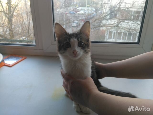 Отдадим троих котят в добрые руки