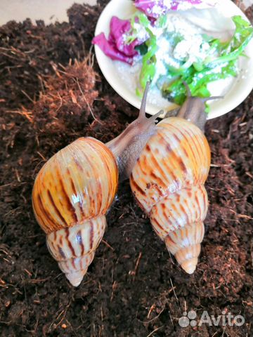 Улитки Ахатина Кравени с контейнером