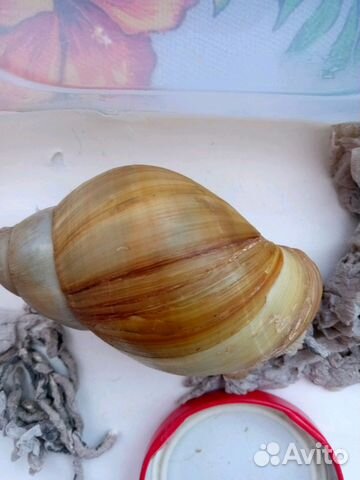 Улитка ручная