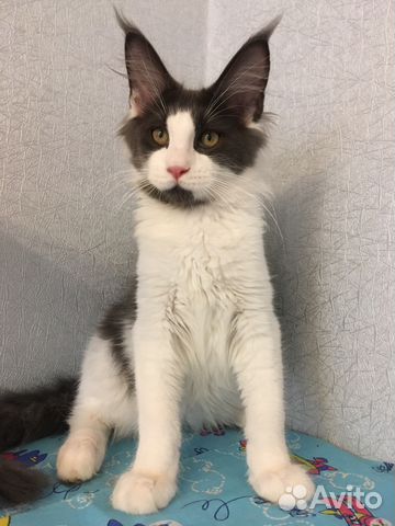 Два братца - красавца