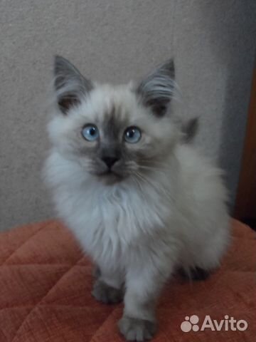 Помесь с невской маскарадной