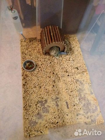 Африканский еж с домом