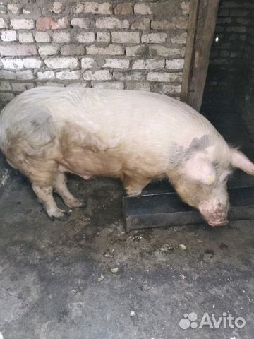 Продаю кабана на племя