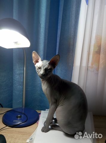 Только в добрые руки