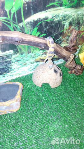 Продажа эублефаров