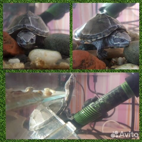 Мускусная черепаха