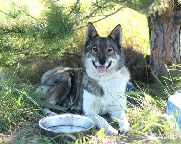 Нежная малышка Лиза воплощение уюта в дар