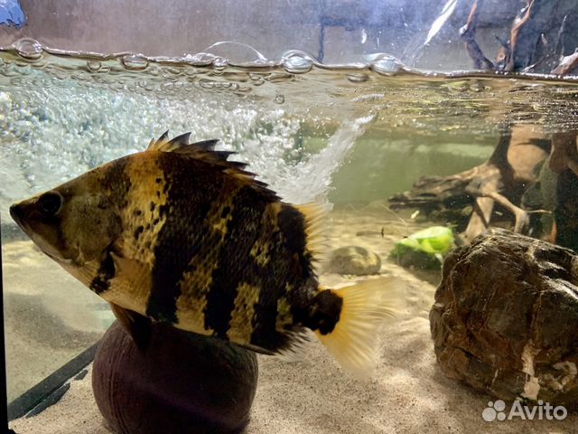 Новогвинейский Окунь Кэмпбелла