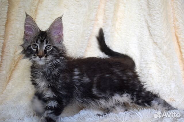 Котик мейн кун