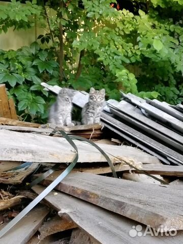 Котята