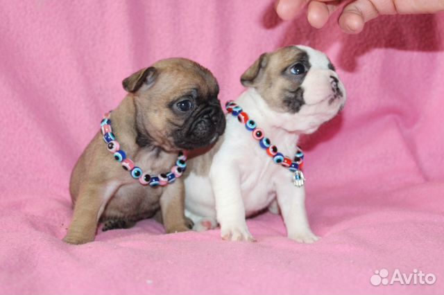 Детки французики