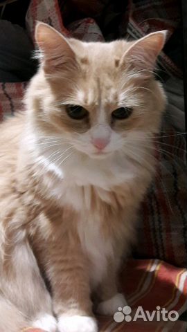 Кошка