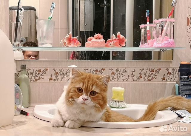 Кот шотландский прямоухий 2 года 10 мес