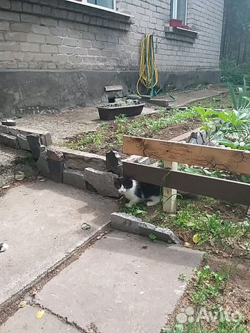 Кошечки мэй кун и дворянин