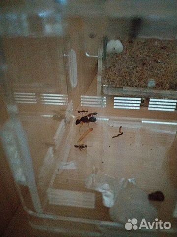 Camponotus fellax феллахи