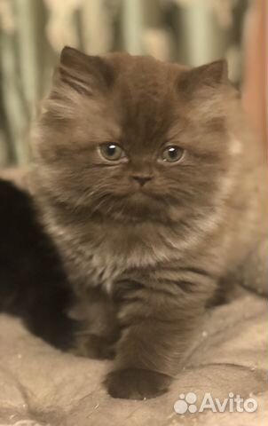 Красивые британцы