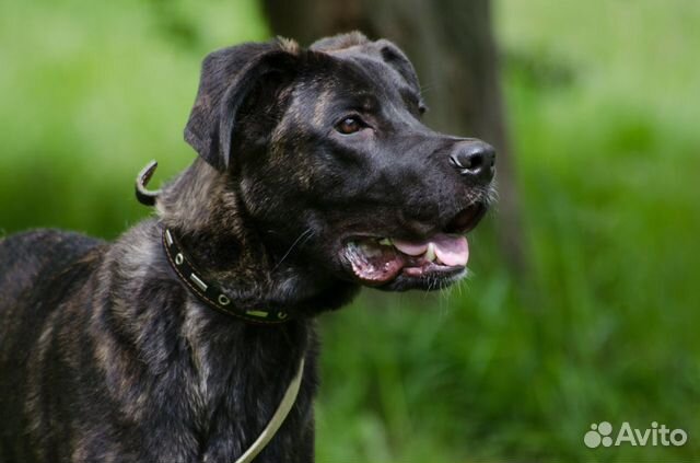 Метис кона-корса