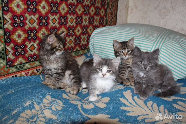 2 очароват. кошечки и 2 котика ищут добрых хозяев