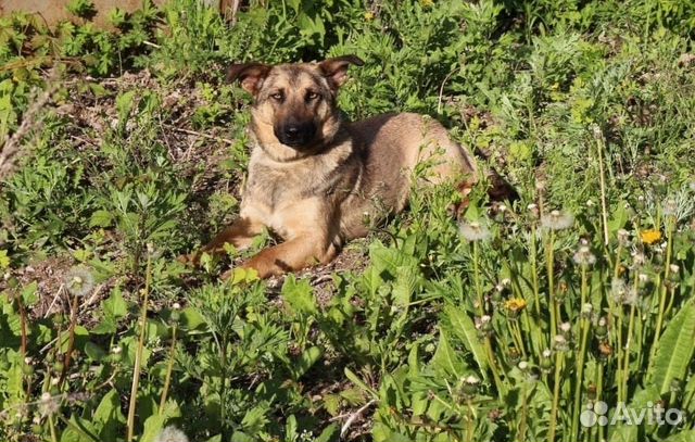 Низкорослая собака девочка, собаки, сука