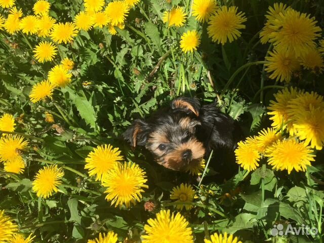 Йоркширский терьер