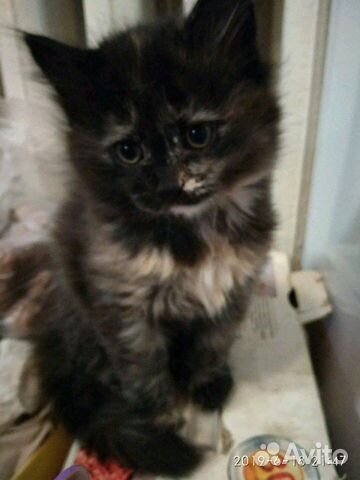 Котята 2 месяца