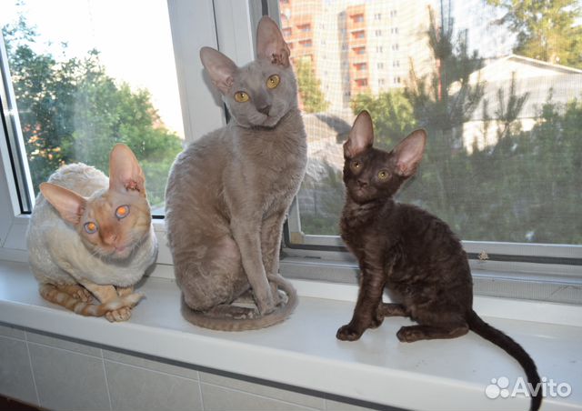 Шоколадный котик 3 мес. очень ласковый