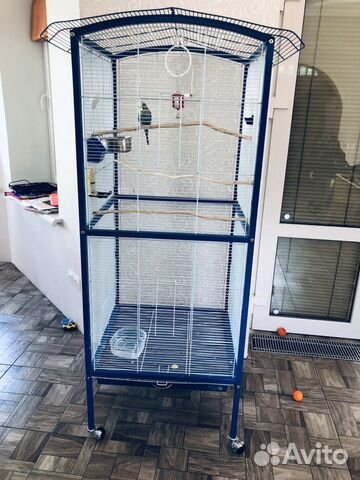 Вольер для птиц вместе с выставочным волнистым поп