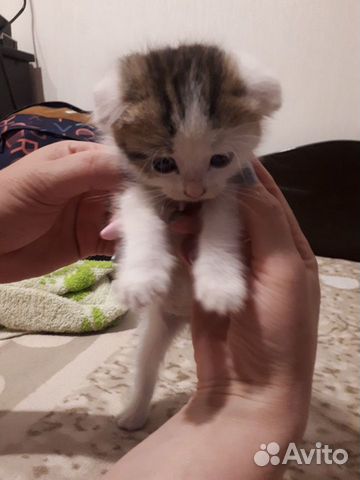 Продам котят