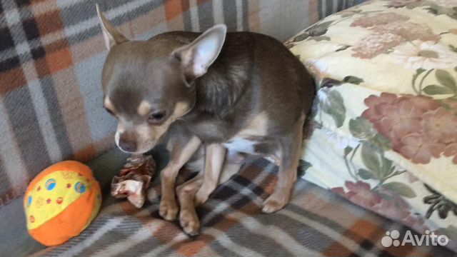 Щенок чихуахуа лиловый мальчик