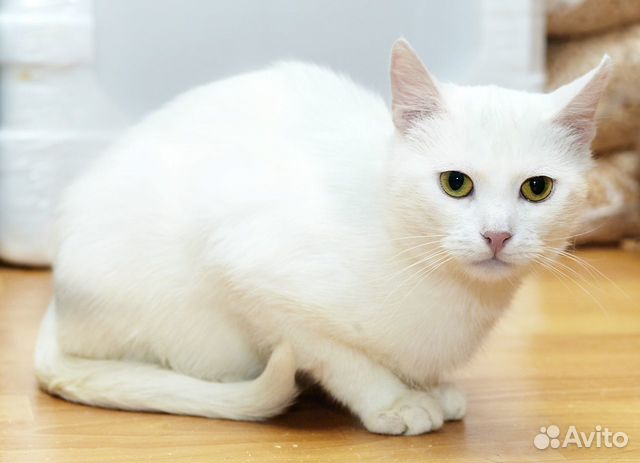 Котик Руслан, 1 год