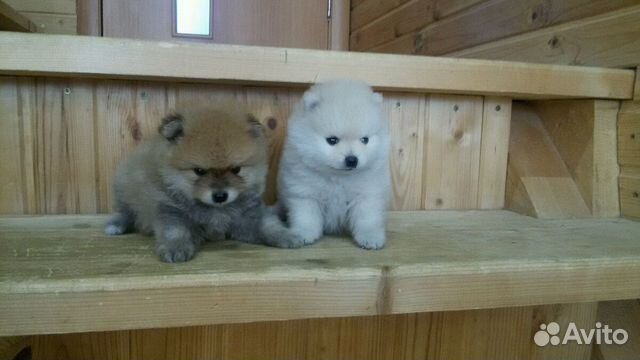 Шпицульки красатульки