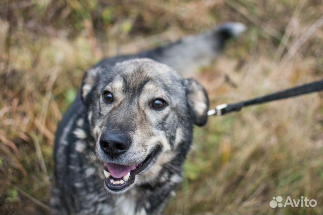 Статный красавец Марк мечтает стать чьим-то другом