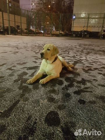 Отдам Лабрадора (8 месяцев) в добрые руки