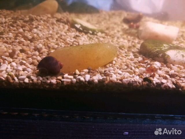 Улитки ампулярии