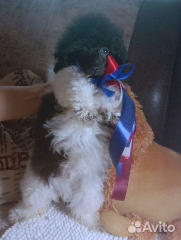 Мальчик той арлекин