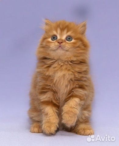 Шотландский принц