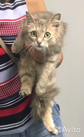Найдена кошка