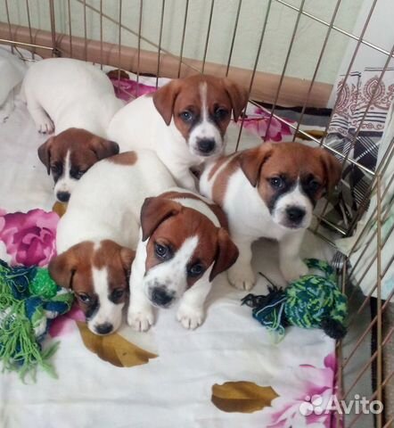 Малыши джек рассел