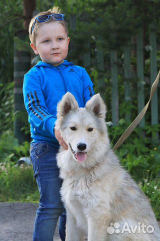 Людвиг щенок 6-7 мес породы самоед