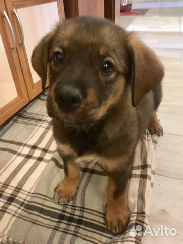 Щенок в дар