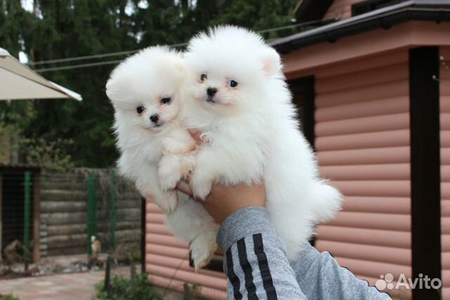 Шпиц померанские