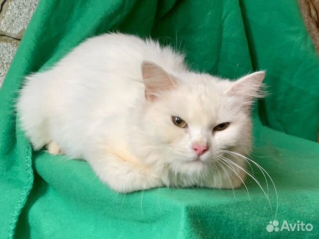 Белла ищет дом