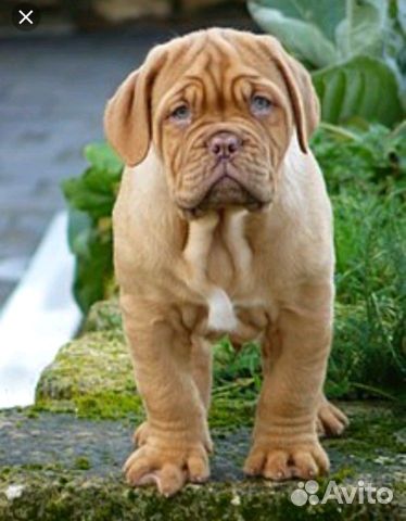 Бордоский дог щенок